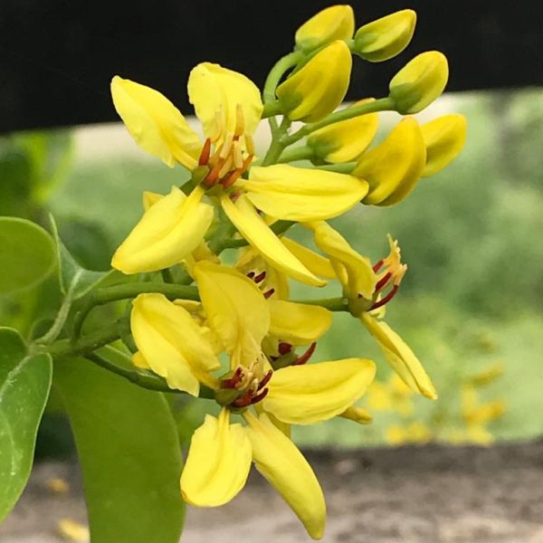 Tristellateia Australasiae | Gold vine | Galphimia vine - Green Catalog