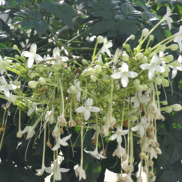 Millingtonia Hortensis | Tree jasmine | Indian Cork Tree