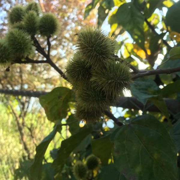 Bixa Orellana | Lipstick tree | Achiote - Green Cover Initiative