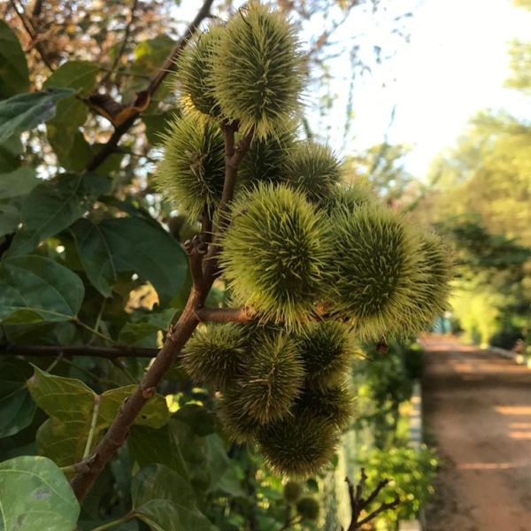 Bixa Orellana | Lipstick tree | Achiote - Green Cover Initiative