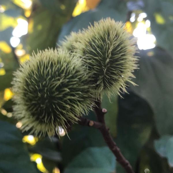Bixa Orellana | Lipstick tree | Achiote - Green Cover Initiative