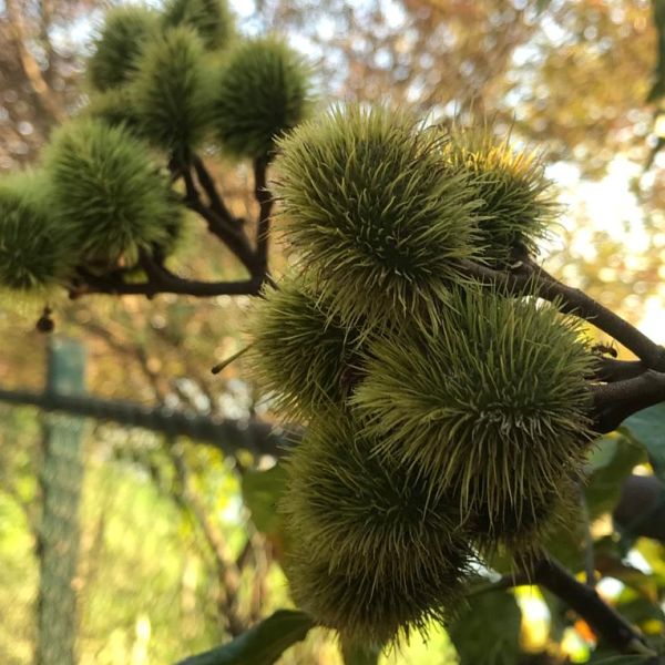 Bixa Orellana | Lipstick tree | Achiote - Green Cover Initiative