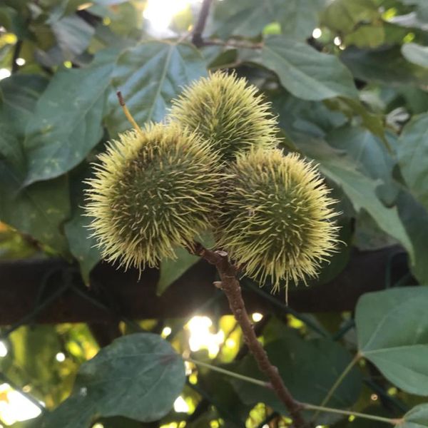 Bixa Orellana | Lipstick tree | Achiote - Green Cover Initiative