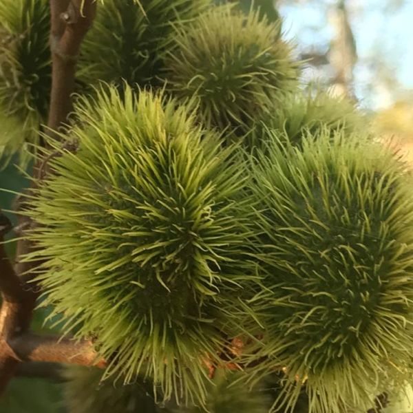 Bixa Orellana | Lipstick tree | Achiote - Green Cover Initiative