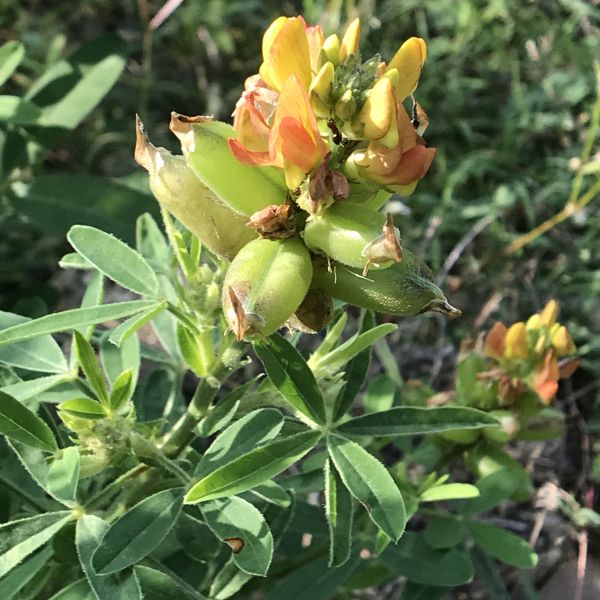 Crotalaria Pumila | Low rattlebox - Green Cover Initiative