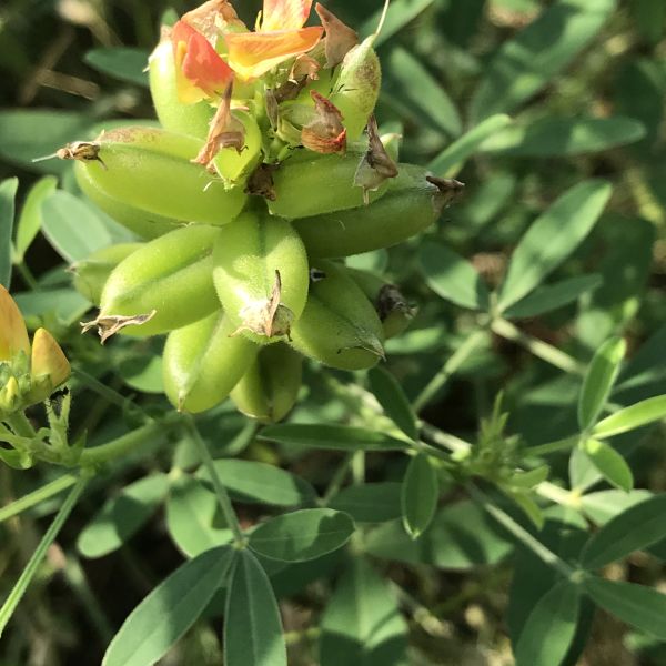 Crotalaria Pumila | Low rattlebox - Green Cover Initiative