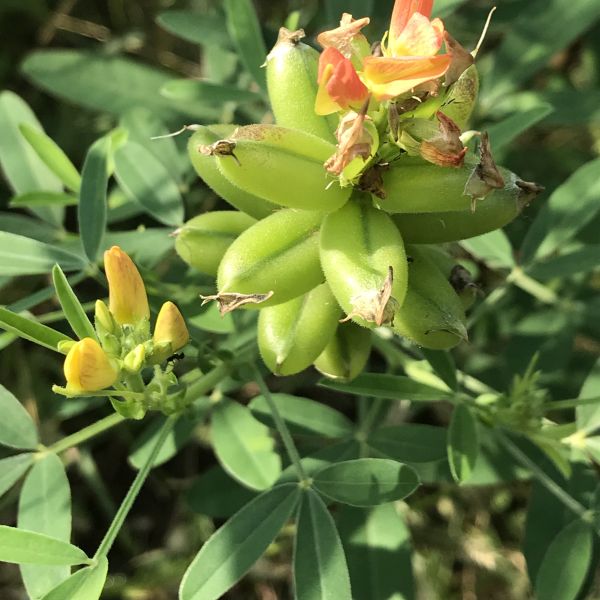 Crotalaria Pumila | Low rattlebox - Green Cover Initiative