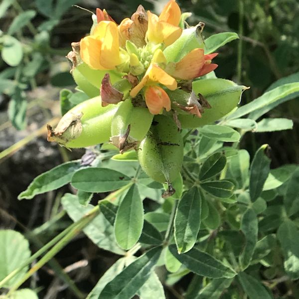 Crotalaria Pumila | Low rattlebox - Green Cover Initiative