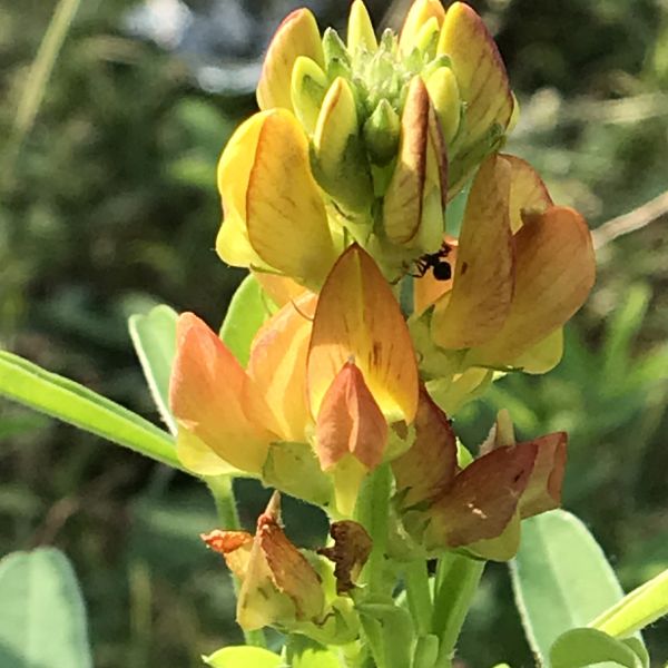 Crotalaria Pumila | Low rattlebox - Green Cover Initiative