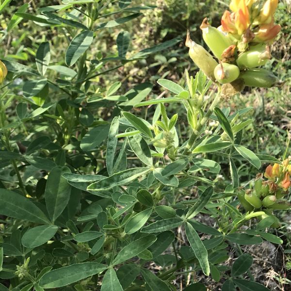 Crotalaria Pumila | Low rattlebox - Green Cover Initiative