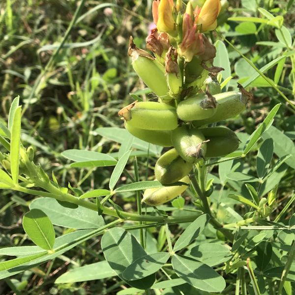Crotalaria Pumila | Low rattlebox - Green Cover Initiative