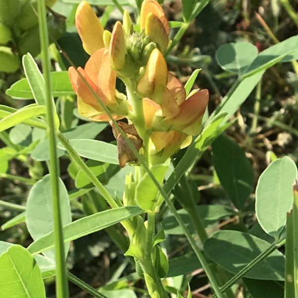 Crotalaria Pumila | Low rattlebox - Green Cover Initiative