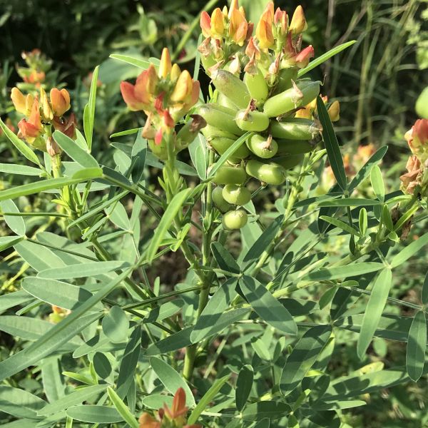 Crotalaria Pumila | Low rattlebox - Green Cover Initiative