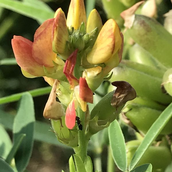 Crotalaria Pumila | Low rattlebox - Green Cover Initiative