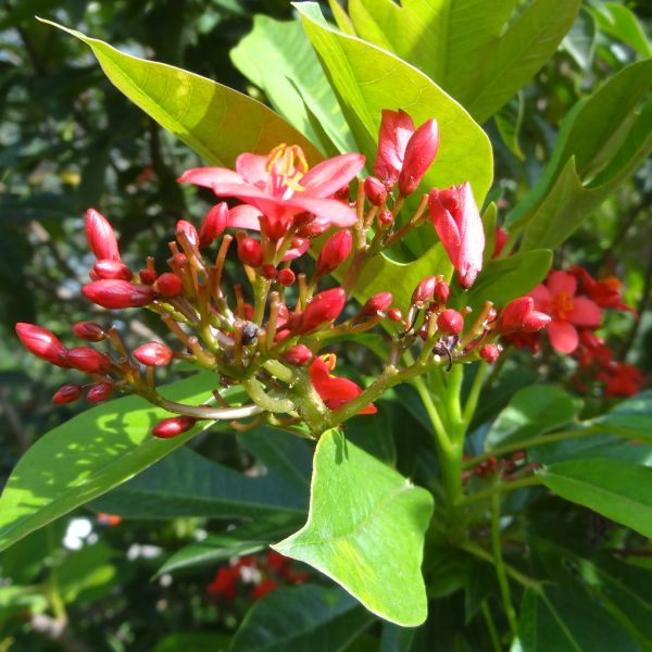 Jatropha Integerrima | Peregrina | Spicy jatropha - Green Catalog