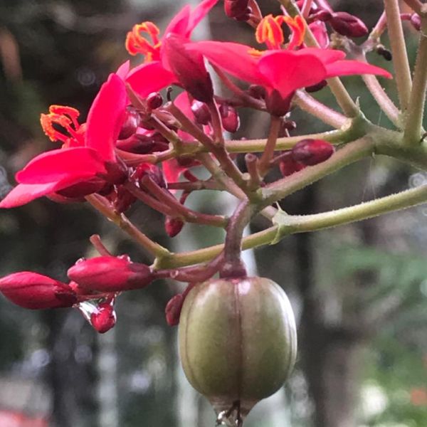 Jatropha Integerrima | Peregrina | Spicy jatropha - Green Catalog