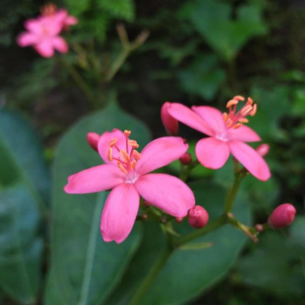 Jatropha Integerrima | Peregrina | Spicy jatropha - Green Catalog