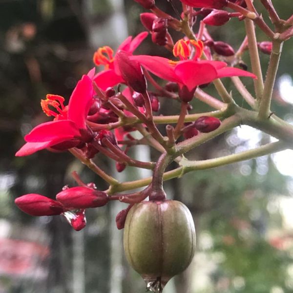 Jatropha Integerrima | Peregrina | Spicy jatropha - Green Catalog