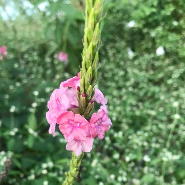 Stachytarpheta Mutabilis | Pink snakeweed | Red snakeweed - Green Catalog