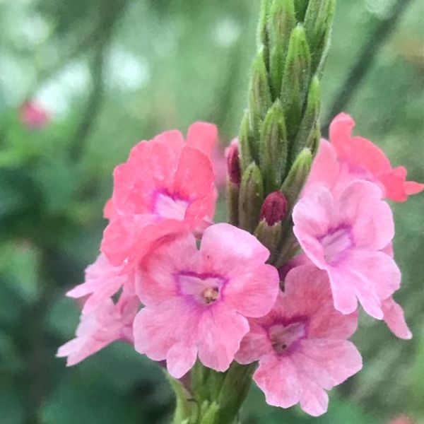 Stachytarpheta Mutabilis | Pink snakeweed | Red snakeweed - Green Catalog