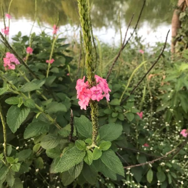 Stachytarpheta Mutabilis | Pink snakeweed | Red snakeweed - Green Catalog