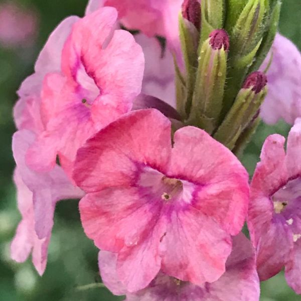 Stachytarpheta Mutabilis | Pink snakeweed | Red snakeweed - Green Catalog