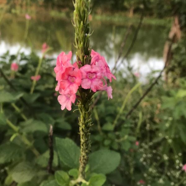 Stachytarpheta Mutabilis | Pink snakeweed | Red snakeweed - Green Catalog