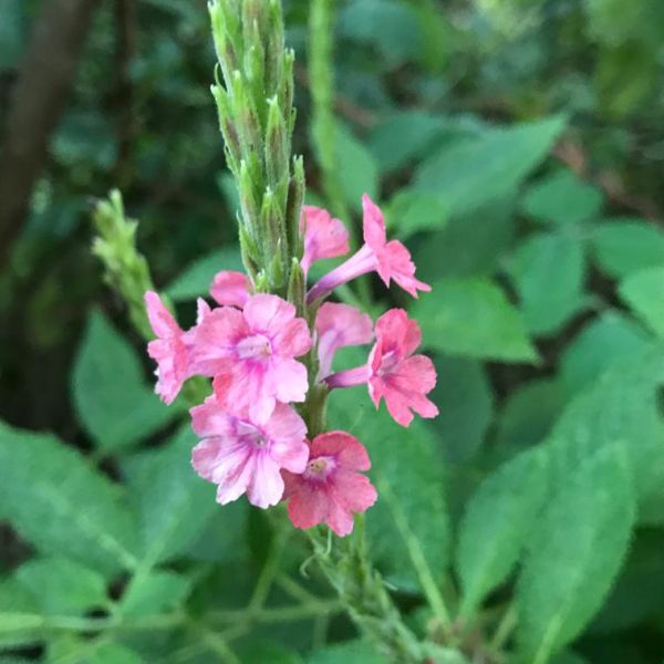 Stachytarpheta Mutabilis | Pink snakeweed | Red snakeweed - Green Catalog