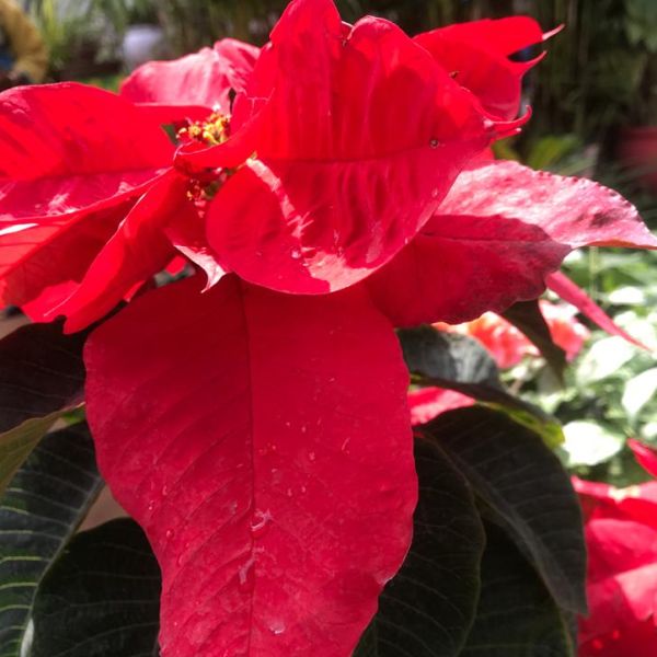 Euphorbia Pulcherrima | Poinsettia | Christmas flower - Plant catalog