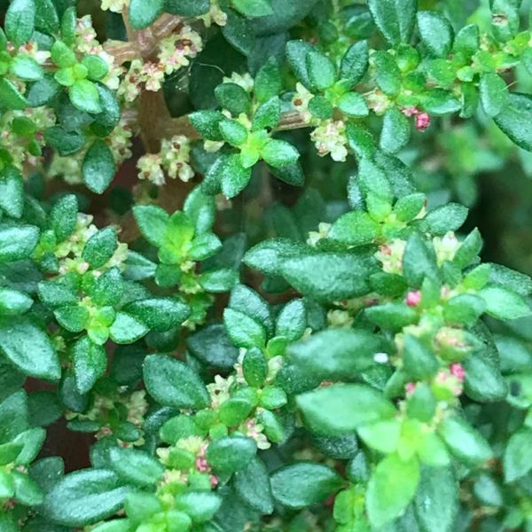 Pilea Microphylla | Rockweed | Artillery plant | Artillery fern - GCI