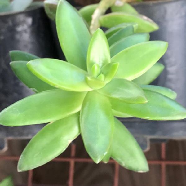 Sedum Adolphii | Gold sedum | Golden glow - Green Catalog from GCI