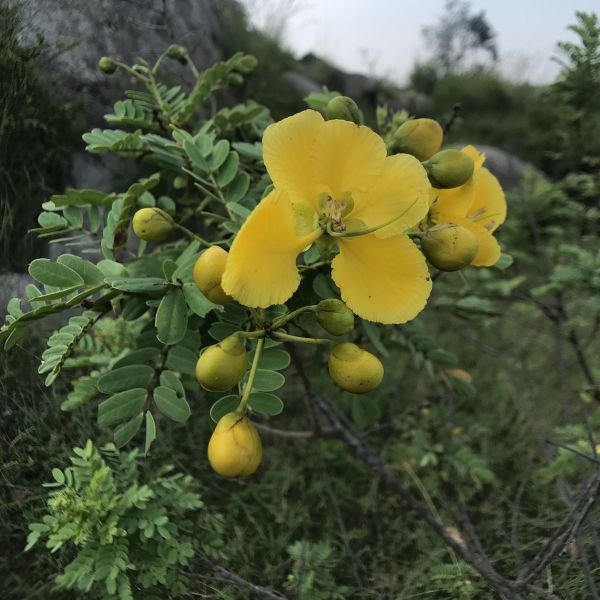 Senna Auriculata | Avaram | Ranavara | Matura tea tree - Green Catalog