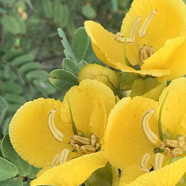 Senna Auriculata | Avaram | Ranavara | Matura tea tree - Green Catalog