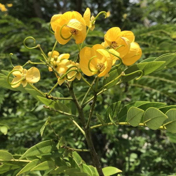 Senna Auriculata | Avaram | Ranavara | Matura tea tree - Green Catalog