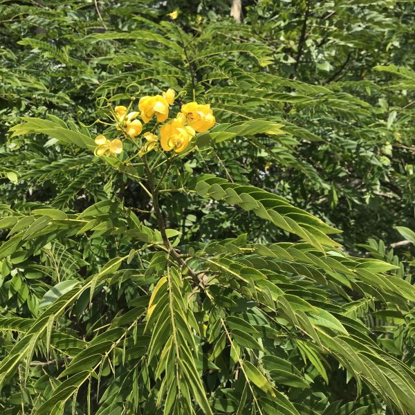 Senna Auriculata | Avaram | Ranavara | Matura tea tree - Green Catalog