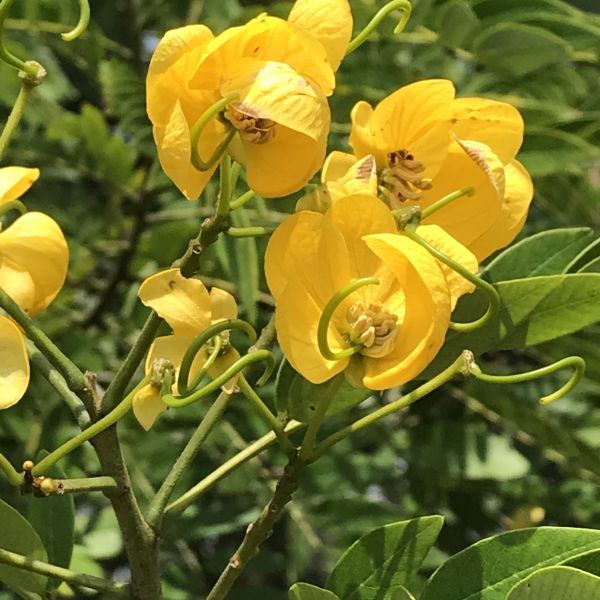 Senna Auriculata | Avaram | Ranavara | Matura tea tree - Green Catalog