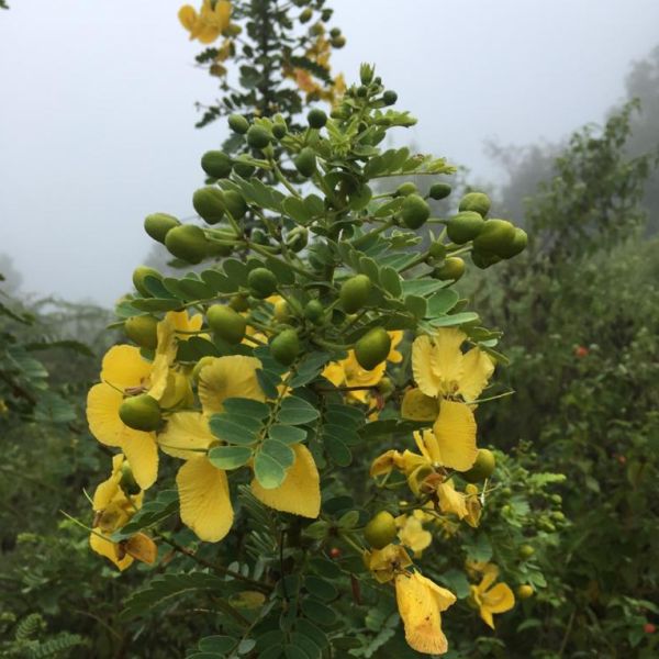 Senna Auriculata | Avaram | Ranavara | Matura tea tree - Green Catalog