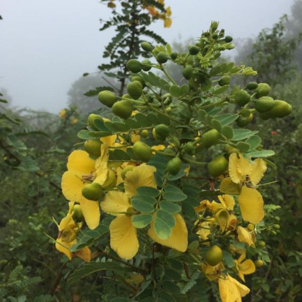 Senna Auriculata | Avaram | Ranavara | Matura tea tree - Green Catalog
