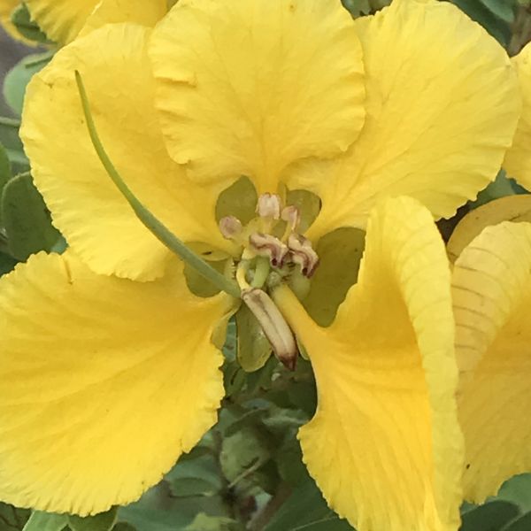 Senna Auriculata | Avaram | Ranavara | Matura tea tree - Green Catalog