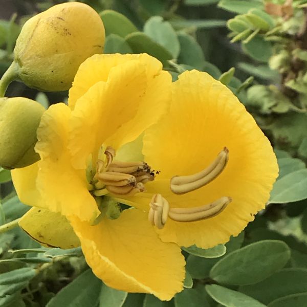 Senna Auriculata | Avaram | Ranavara | Matura tea tree - Green Catalog