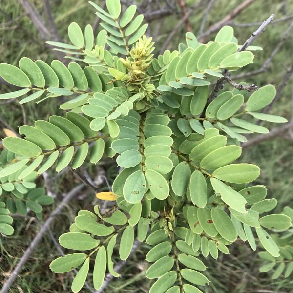 Senna Auriculata | Avaram | Ranavara | Matura tea tree - Green Catalog