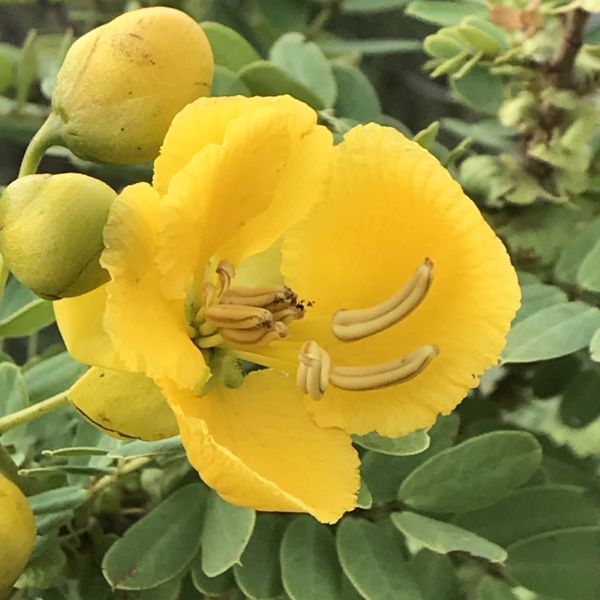 Senna Auriculata | Avaram | Ranavara | Matura tea tree - Green Catalog
