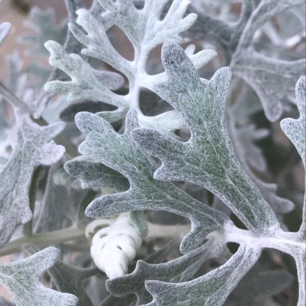 Jacobaea Maritima | Silver ragwort | Dusty miller - Green Cover Initiative