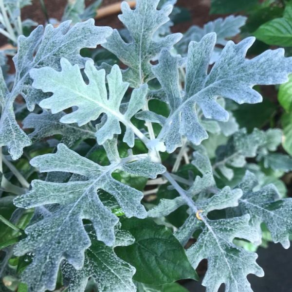 Jacobaea Maritima | Silver ragwort | Dusty miller - Green Cover Initiative