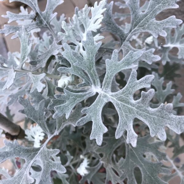 Jacobaea Maritima | Silver ragwort | Dusty miller - Green Cover Initiative