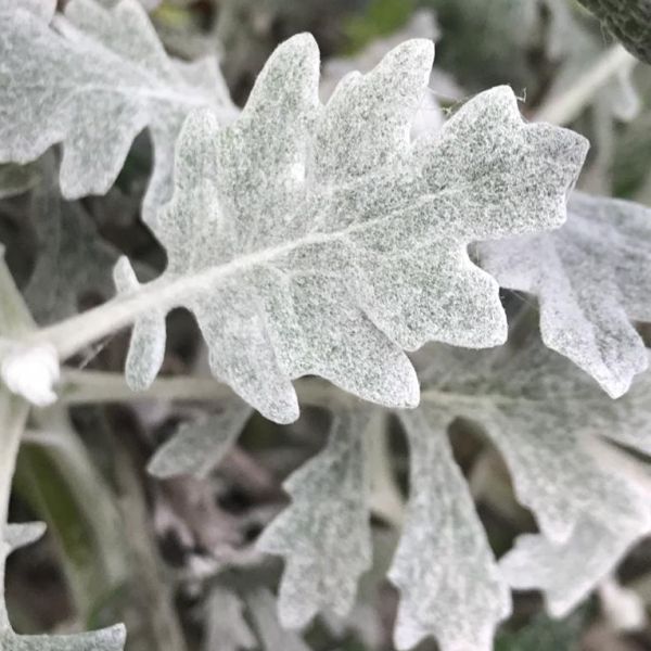 Jacobaea Maritima | Silver ragwort | Dusty miller - Green Cover Initiative