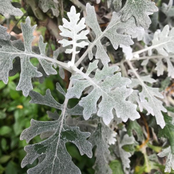 Jacobaea Maritima | Silver ragwort | Dusty miller - Green Cover Initiative