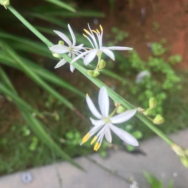 Chlorophytum Comosum | Spider plant | Spider ivy | Ribbon plant