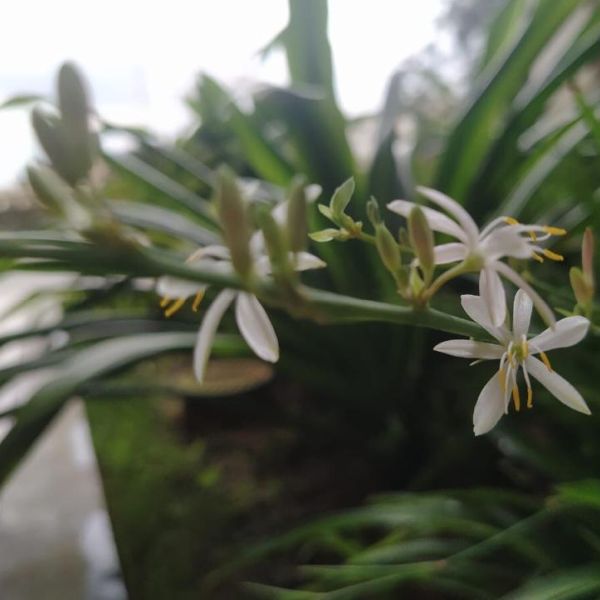 Chlorophytum Comosum | Spider plant | Spider ivy | Ribbon plant