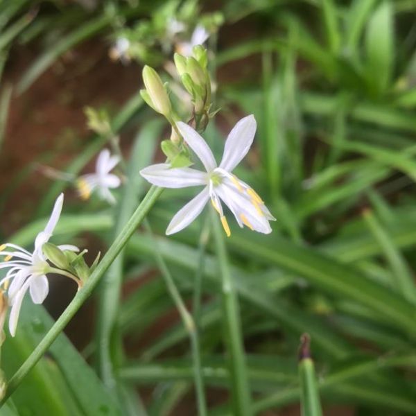 Chlorophytum Comosum | Spider plant | Spider ivy | Ribbon plant